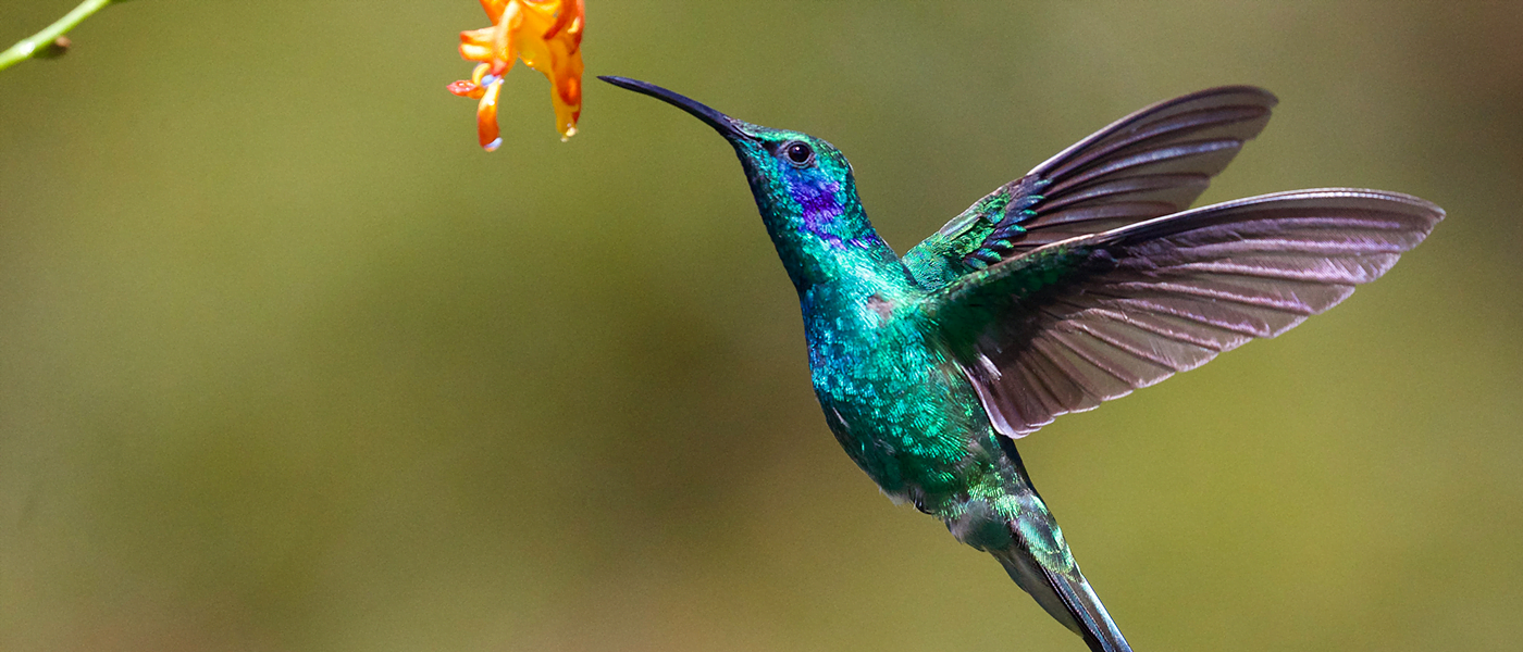 Hummingbird Algorithm Update Guide - Click Intelligence